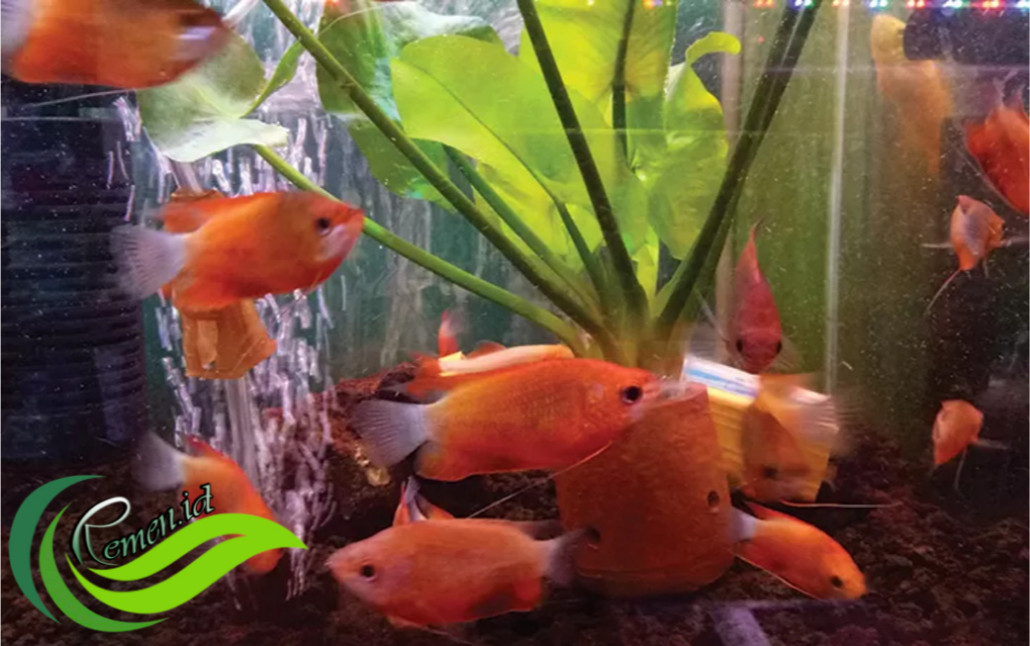 Ikan Sepat, Sumber Protein di Pedesaan Memiliki Nilai Ekonomi Cukup ...