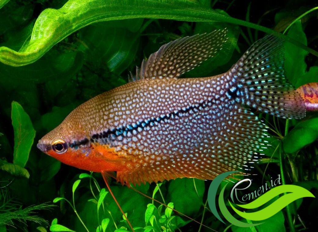 Ikan Sepat, Sumber Protein di Pedesaan Memiliki Nilai Ekonomi Cukup ...
