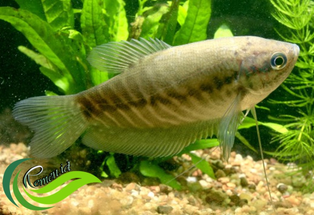 Ikan Sepat, Sumber Protein di Pedesaan Memiliki Nilai Ekonomi Cukup ...