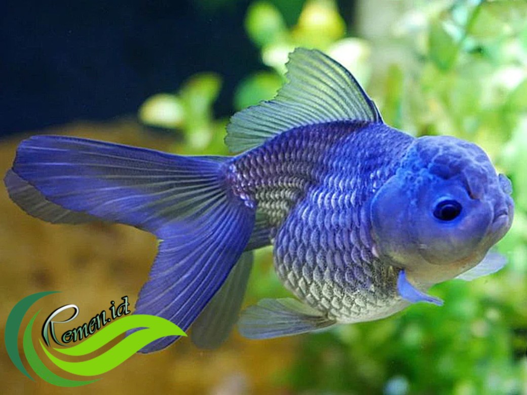 Oranda, Ikan Mas Koki Berjambul yang Menawan - Media Hobi dan Informasi