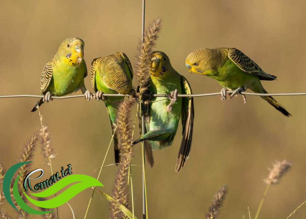 Parkit, Burung Paruh Bengkok Bertubuh Kecil yang Setia dengan ...