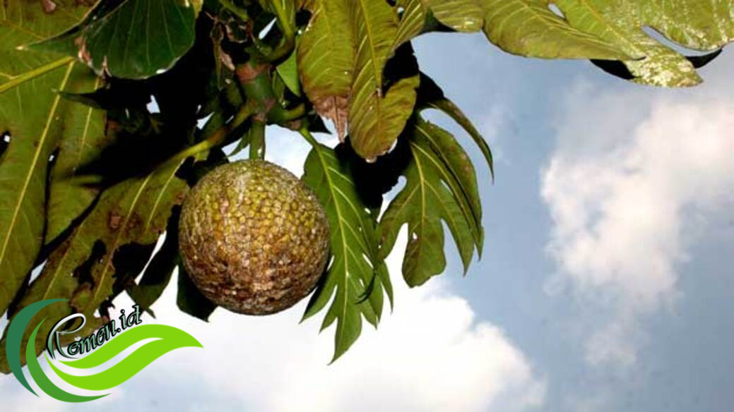Buah Sukun, Tak Cuma Bikin Kenyang Juga Bermanfaat untuk Kesehatan ...