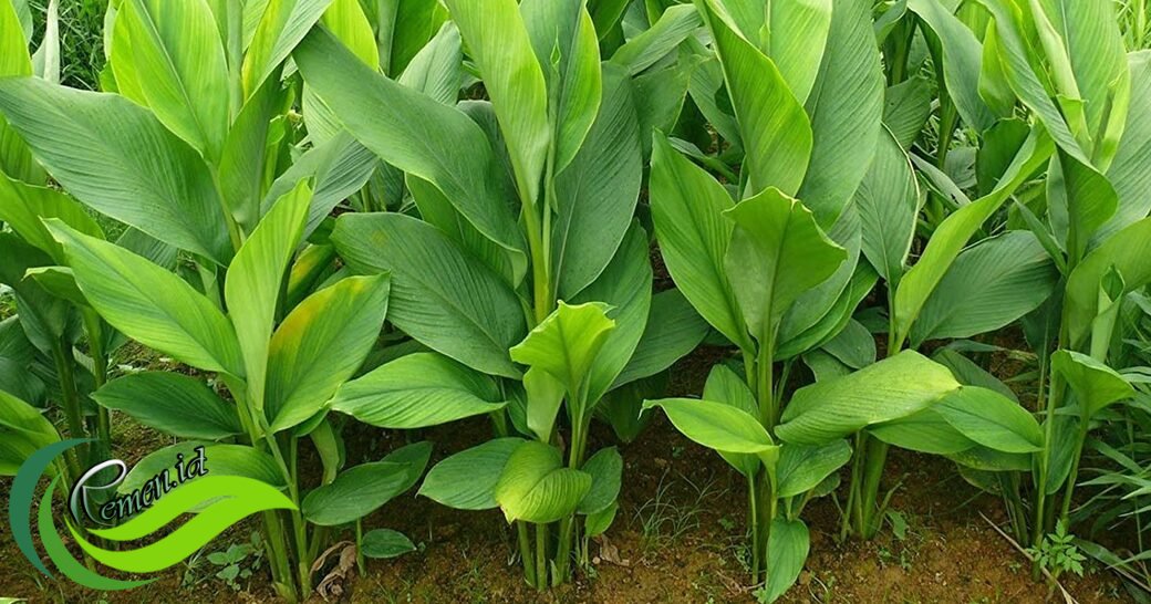 Temulawak, Tanaman Rimpang yang Berkhasiat untuk Kesehatan dan ...