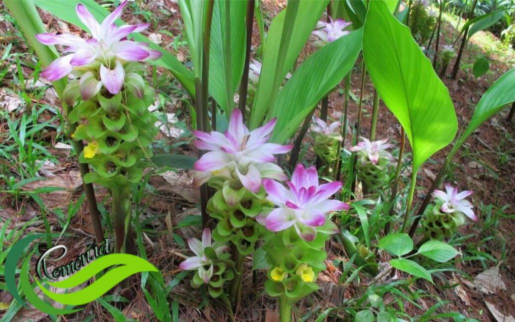 Temulawak, Tanaman Rimpang yang Berkhasiat untuk Kesehatan dan ...