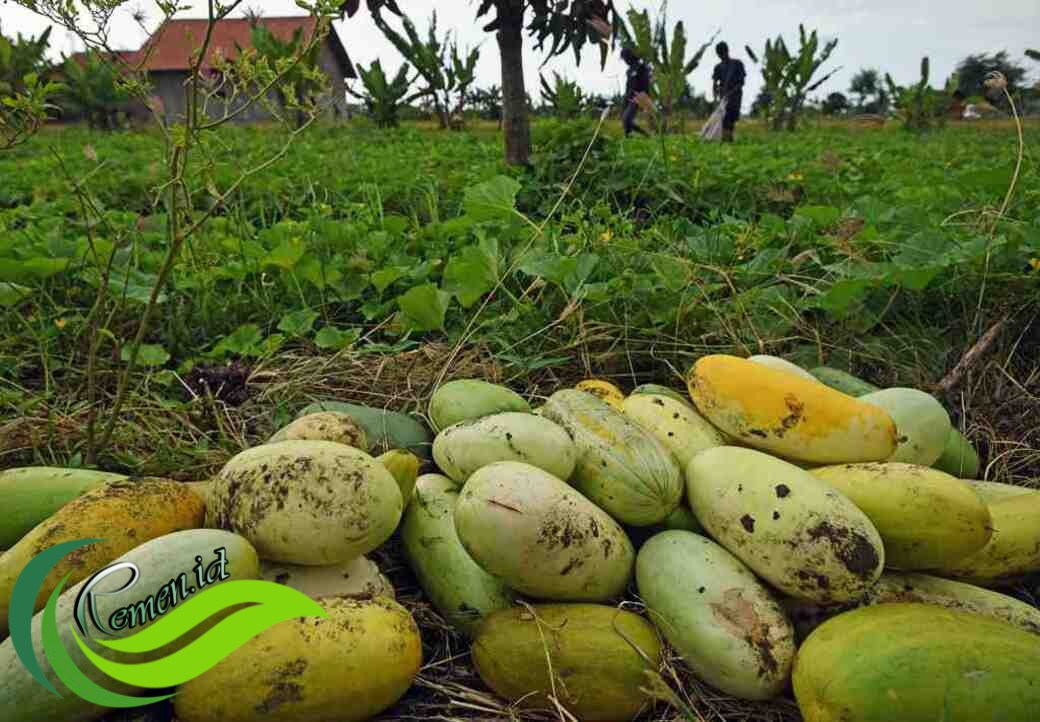 Timun Suri, Salah Satu Buah Favorit Saat BerBuka Puasa - Media Hobi dan ...