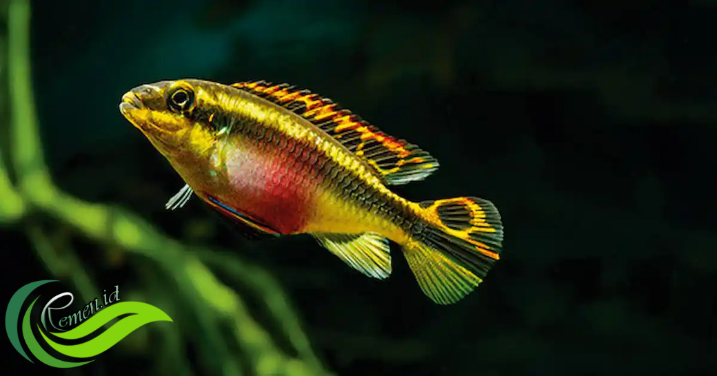 Dwarf Cichlid, Jenis Ikan Hias Air Tawar Mungil yang Mempesona - Media ...