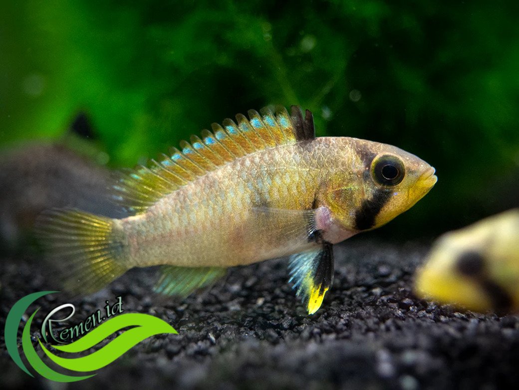 Dwarf Cichlid, Jenis Ikan Hias Air Tawar Mungil yang Mempesona - Media ...