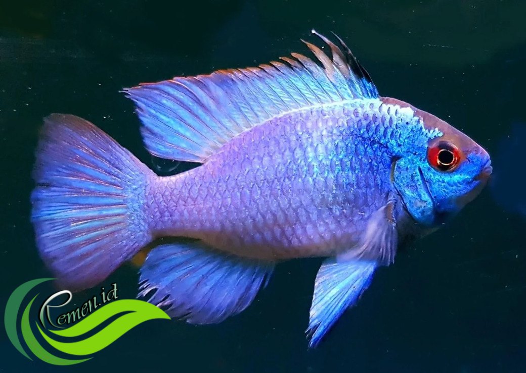 Dwarf Cichlid, Jenis Ikan Hias Air Tawar Mungil yang Mempesona - Media ...