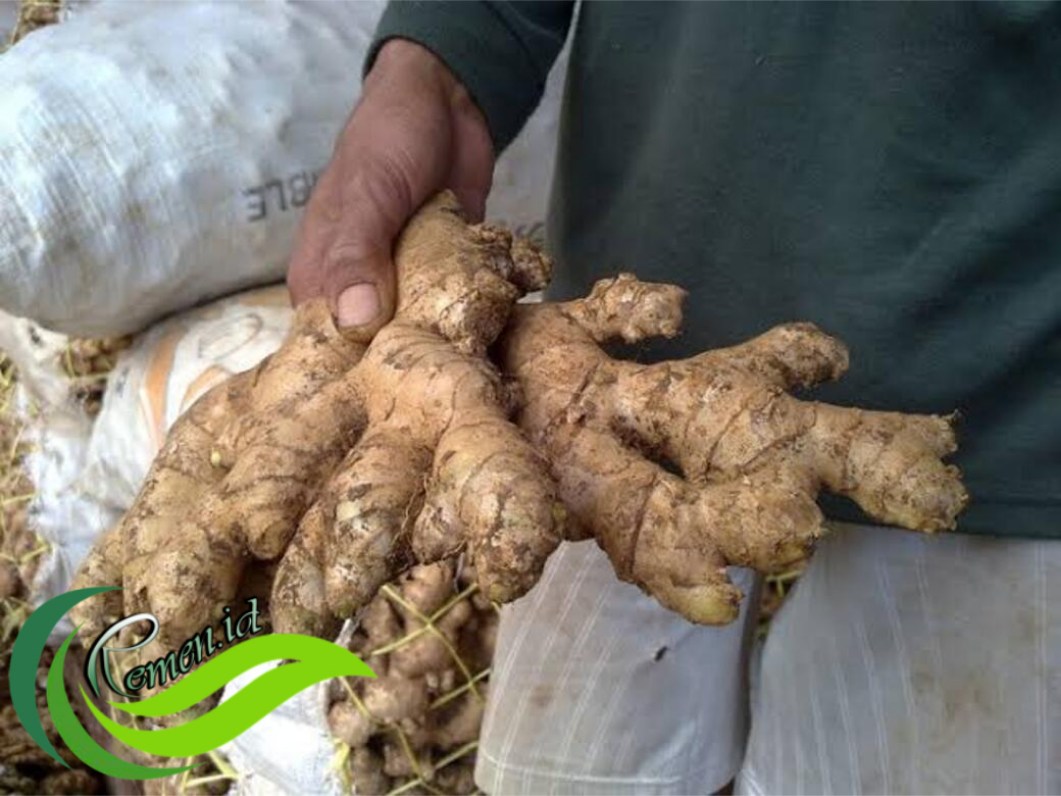 Jahe, Tumbuhan yang Rimpangnya Digunakan sebagai Bumbu dan Bahan Baku ...