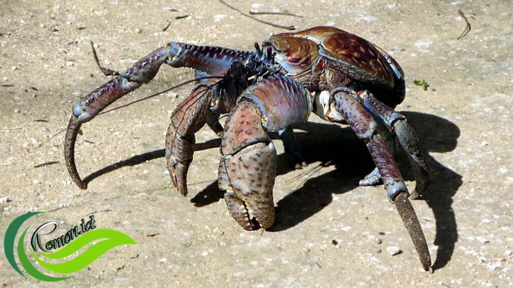 Kepiting Kenari, Kelomang Raksasa Pemakan Kelapa yang Terus Diburu ...
