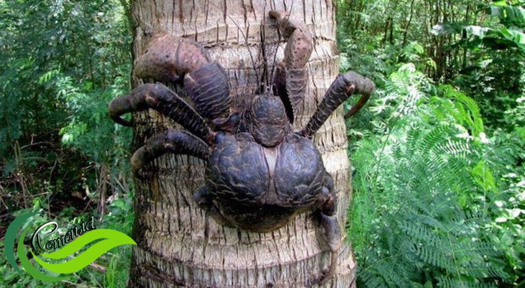 Kepiting Kenari, Kelomang Raksasa Pemakan Kelapa yang Terus Diburu ...