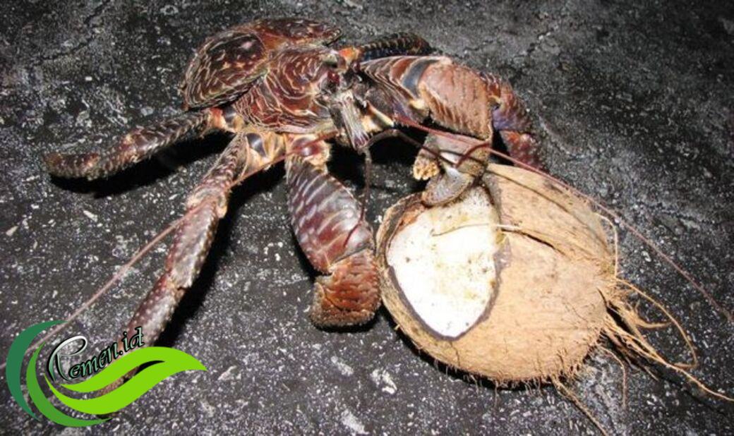 Kepiting Kenari, Kelomang Raksasa Pemakan Kelapa yang Terus Diburu ...