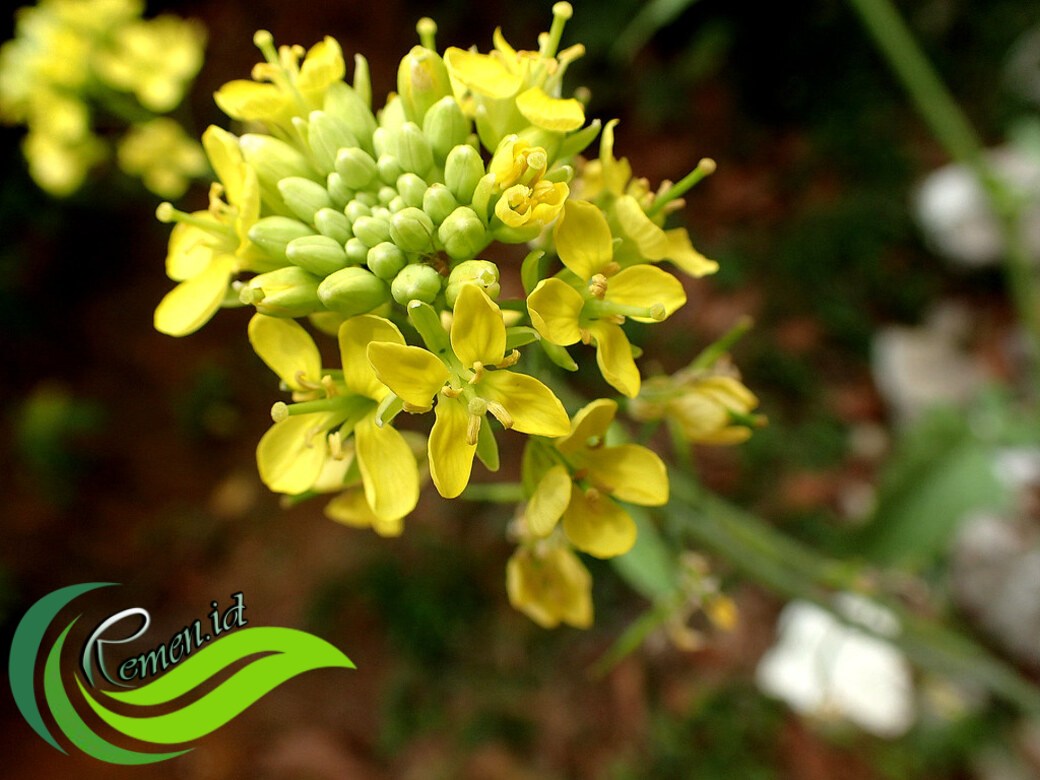 Sawi, Sayuran Favorit Masyarakat Indonesia - Media Hobi dan Informasi