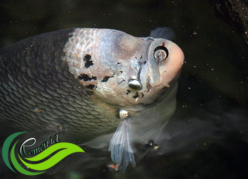 Gurami Sabah, Ikan Gurami Raksasa Berekor Merah - Media Hobi dan Informasi