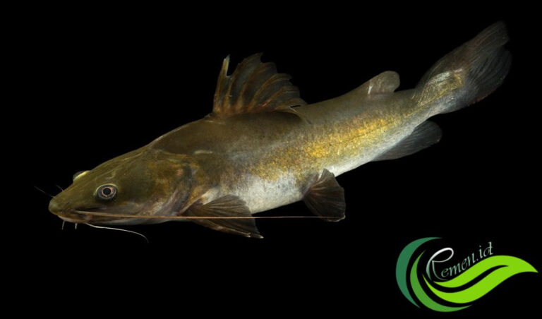 Baung, Ikan Konsumsi Berdaging Lembut dan Tebal Kaya Nutrisi - Media ...
