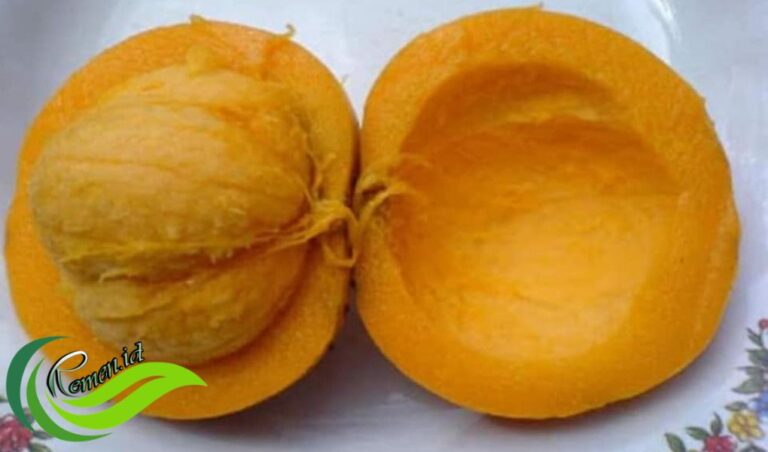 Mundu, Buah Kerabat Manggis Asli Indonesia yang Kian Langka dengan ...