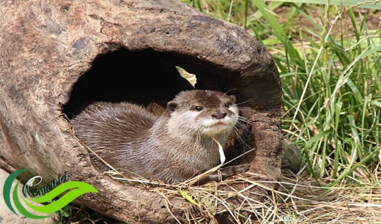 Berang-berang, si Musang Air yang Unik dan Lucu Populasinya Kini ...