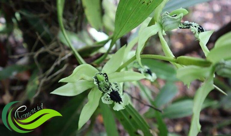 Anggrek Hitam, Tanaman Endemik Cantik yang Terancam Punah - Media Hobi ...