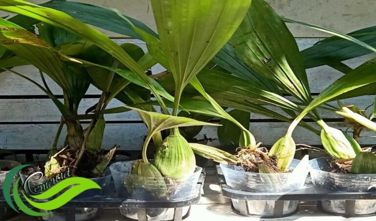 Anggrek Hitam, Tanaman Endemik Cantik yang Terancam Punah - Media Hobi ...