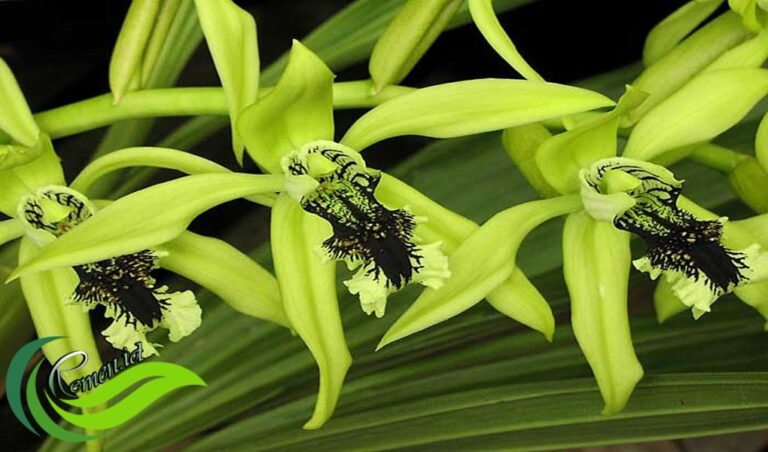 Anggrek Hitam, Tanaman Endemik Cantik yang Terancam Punah - Media Hobi ...