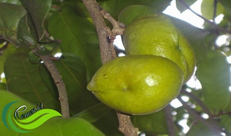 Gayam, Pohon Multimanfaat Penjaga Sumber Mata Air yang Mulai Langka ...
