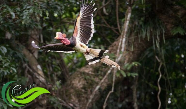 Rangkong, Burung Unik Punya Peranan Penting bagi Kelestarian Hutan yang ...