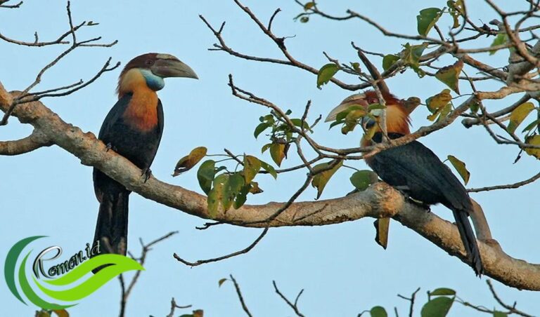 Rangkong, Burung Unik Punya Peranan Penting bagi Kelestarian Hutan yang ...