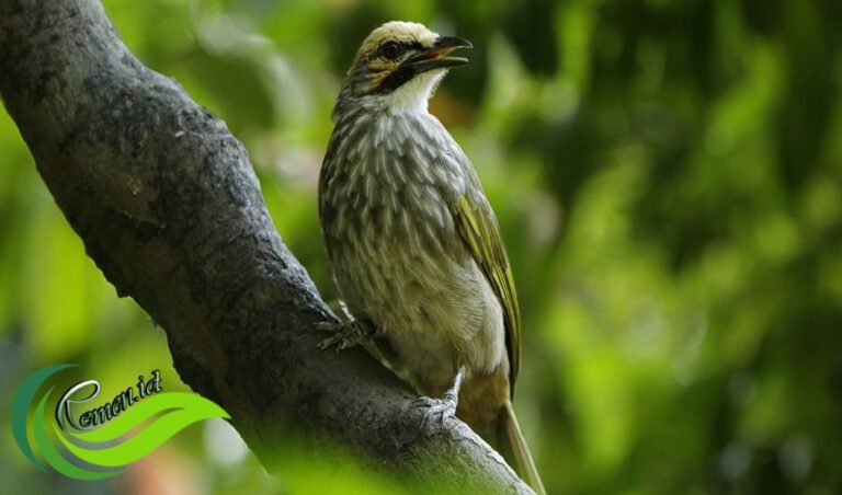 Cucak Rowo, Burung dengan Kicauan Khas Bernilai Ekonomi Tinggi - Media ...