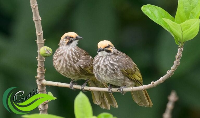 Cucak Rowo, Burung dengan Kicauan Khas Bernilai Ekonomi Tinggi - Media ...