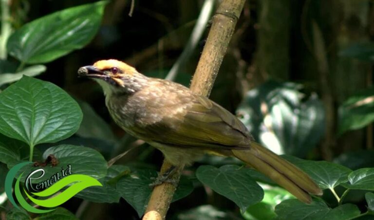 Cucak Rowo, Burung dengan Kicauan Khas Bernilai Ekonomi Tinggi - Media ...