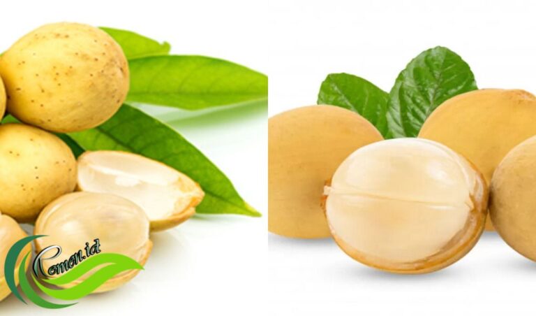 Langsat, Buah Mirip Duku dengan Manfaat Luar Biasa - Media Hobi dan ...