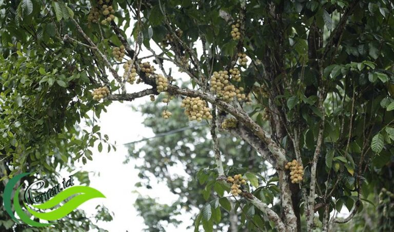 Langsat, Buah Mirip Duku dengan Manfaat Luar Biasa - Media Hobi dan ...