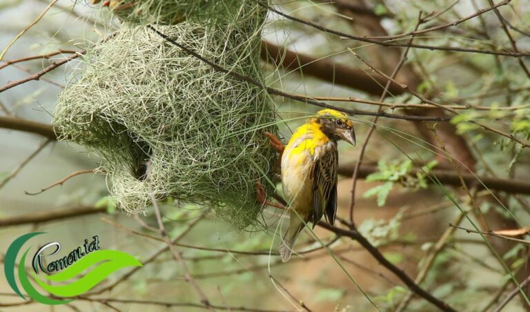 Manyar, Burung yang Memiliki Keunikan dalam Membuat Sarang - Media Hobi ...