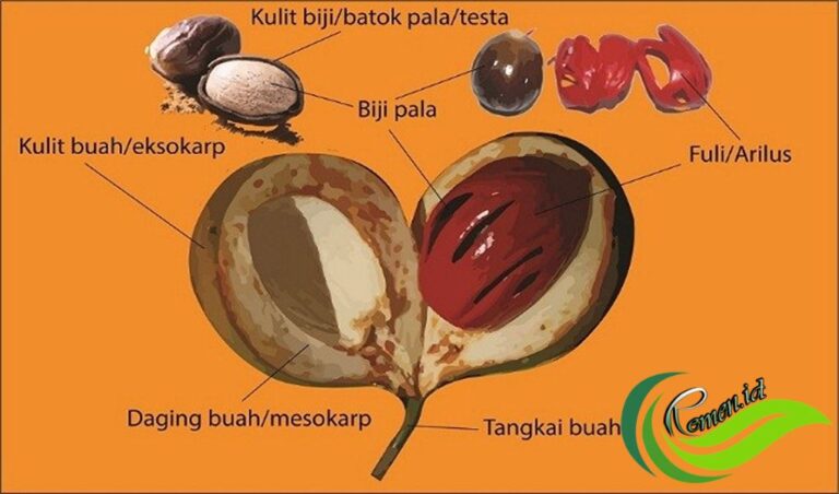 Pala, Tanaman Rempah Asli Indonesia yang Penuh Manfaat - Media Hobi dan ...