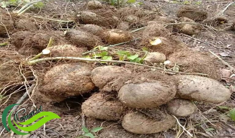 Gadung, Tanaman yang Dapat Dijadikan Sumber Pangan Alternatif - Media ...