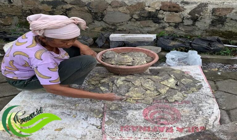 Gadung, Tanaman yang Dapat Dijadikan Sumber Pangan Alternatif - Media ...