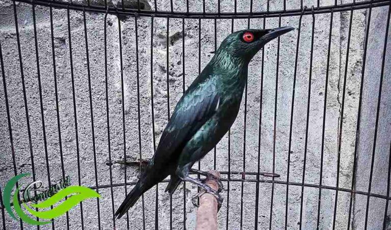 Cucak Keling, Burung Berwarna Hitam Mengkilap Bersuara Keras dan Tajam ...