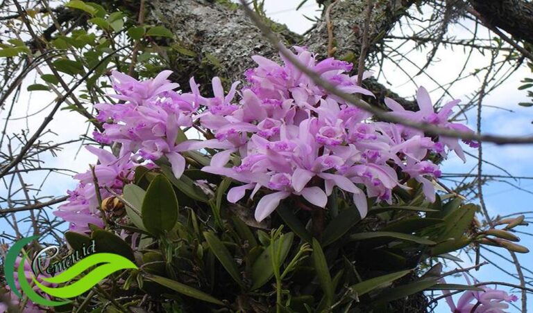 Cattleya, Ratu Anggrek dengan Bunga yang Menawan - Media Hobi dan Informasi