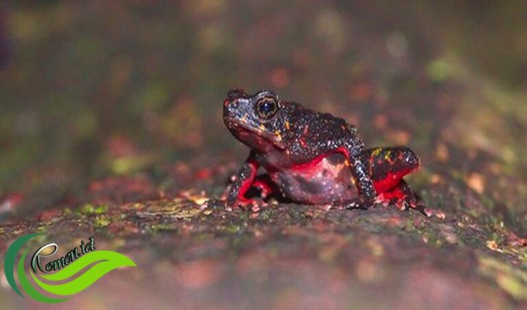 Amfibi, Hewan Vertebrata yang Mampu Hidup di Dua Alam - Media Hobi dan ...