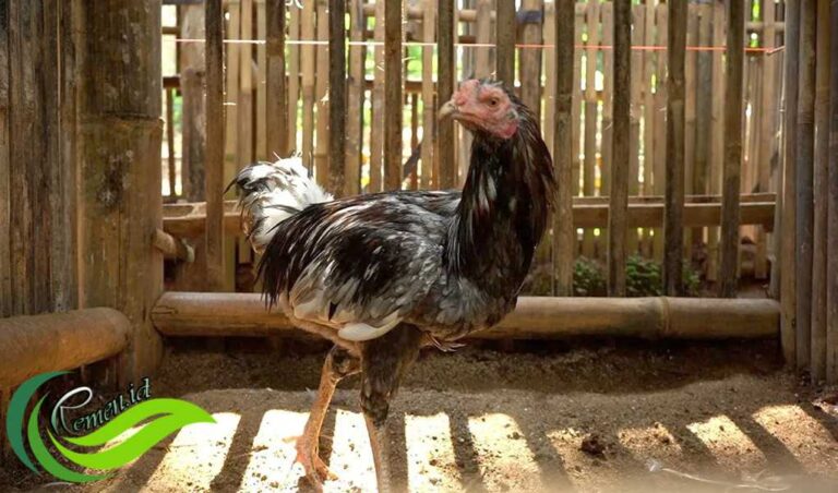 Ayam Sentul, Ayam Kampung Unggul dari Ciamis - Media Hobi dan Informasi
