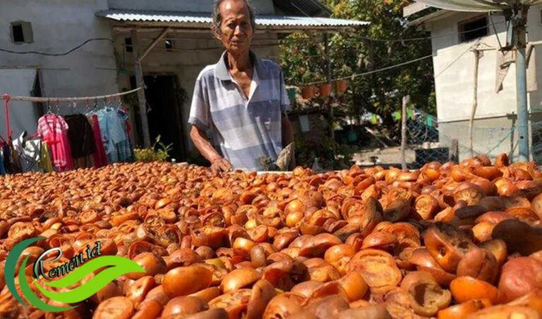 Asam Kandis, Buah Eksotis dengan Kandungan Nutrisi dan Manfaat yang ...