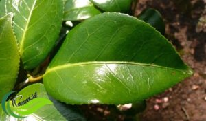 Bunga Camelia, Si Cantik yang Miliki Berbagai Manfaat - Media Hobi dan ...