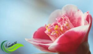 Bunga Camelia, Si Cantik yang Miliki Berbagai Manfaat - Media Hobi dan ...