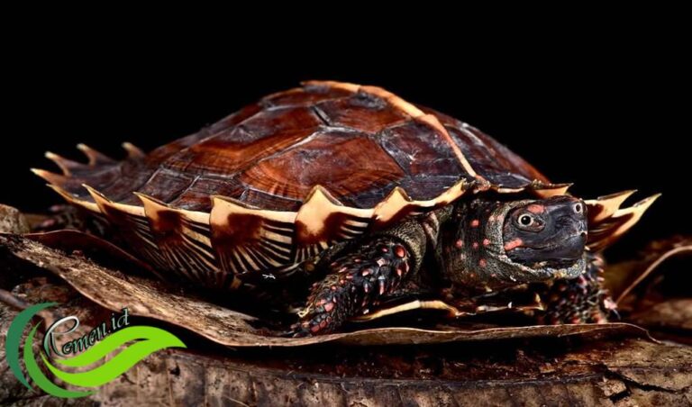 Kura-kura Matahari, Spesies Langka yang Belum Dilindungi - Media Hobi ...